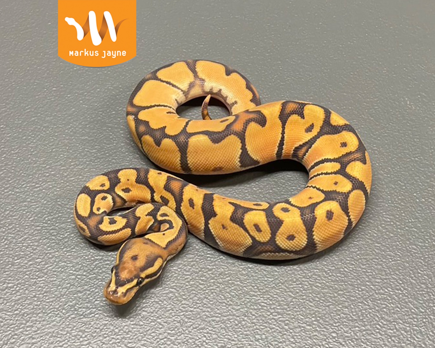 Super Orange Dream Ghost Het Piebald Ball Python by Markus Jayne Ball ...