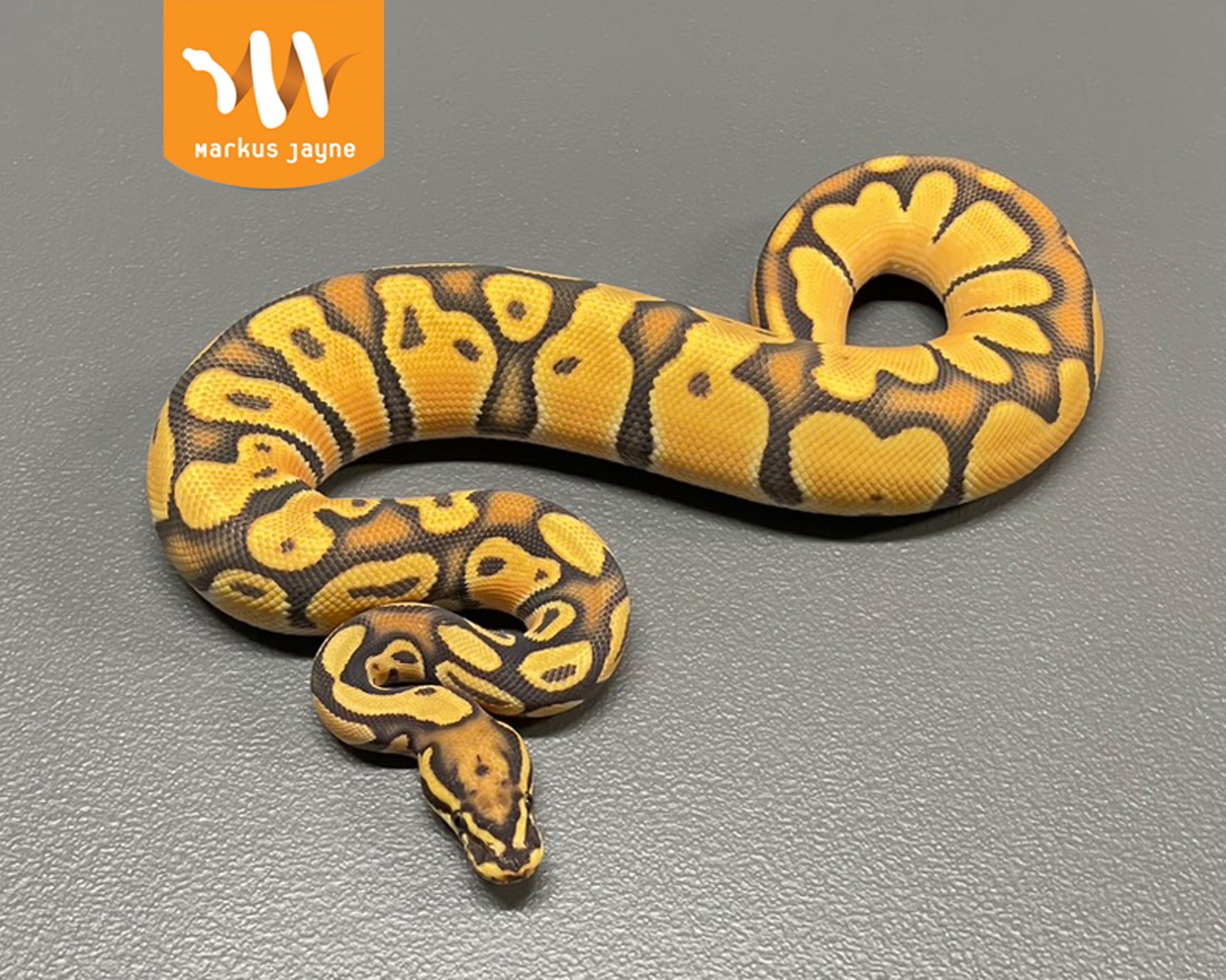 Super Orange Dream Ghost Het Piebald Ball Python by Markus Jayne Ball ...