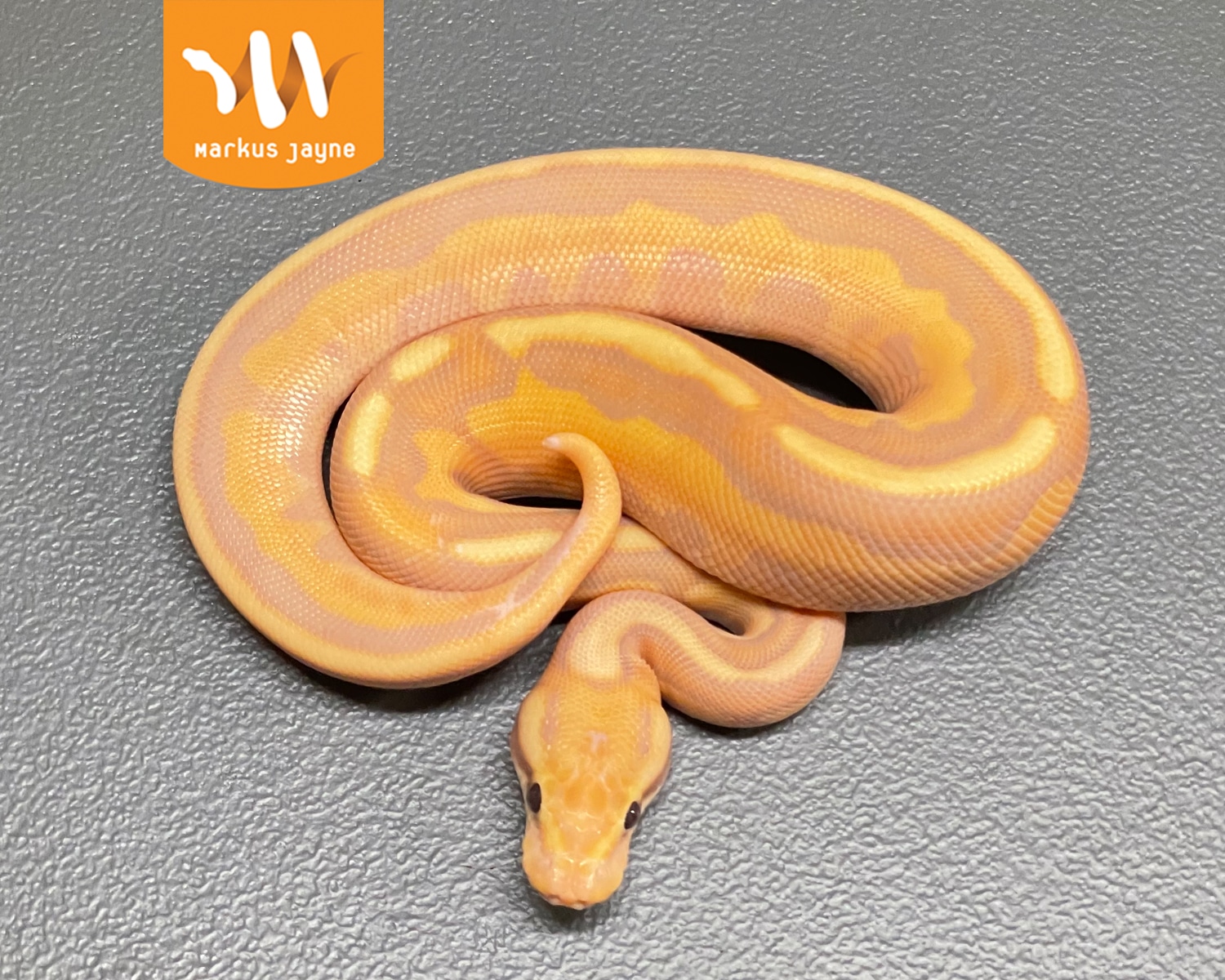 Banana Orange Dream Enchi Fire Ball Python by Markus Jayne Ball Pythons ...