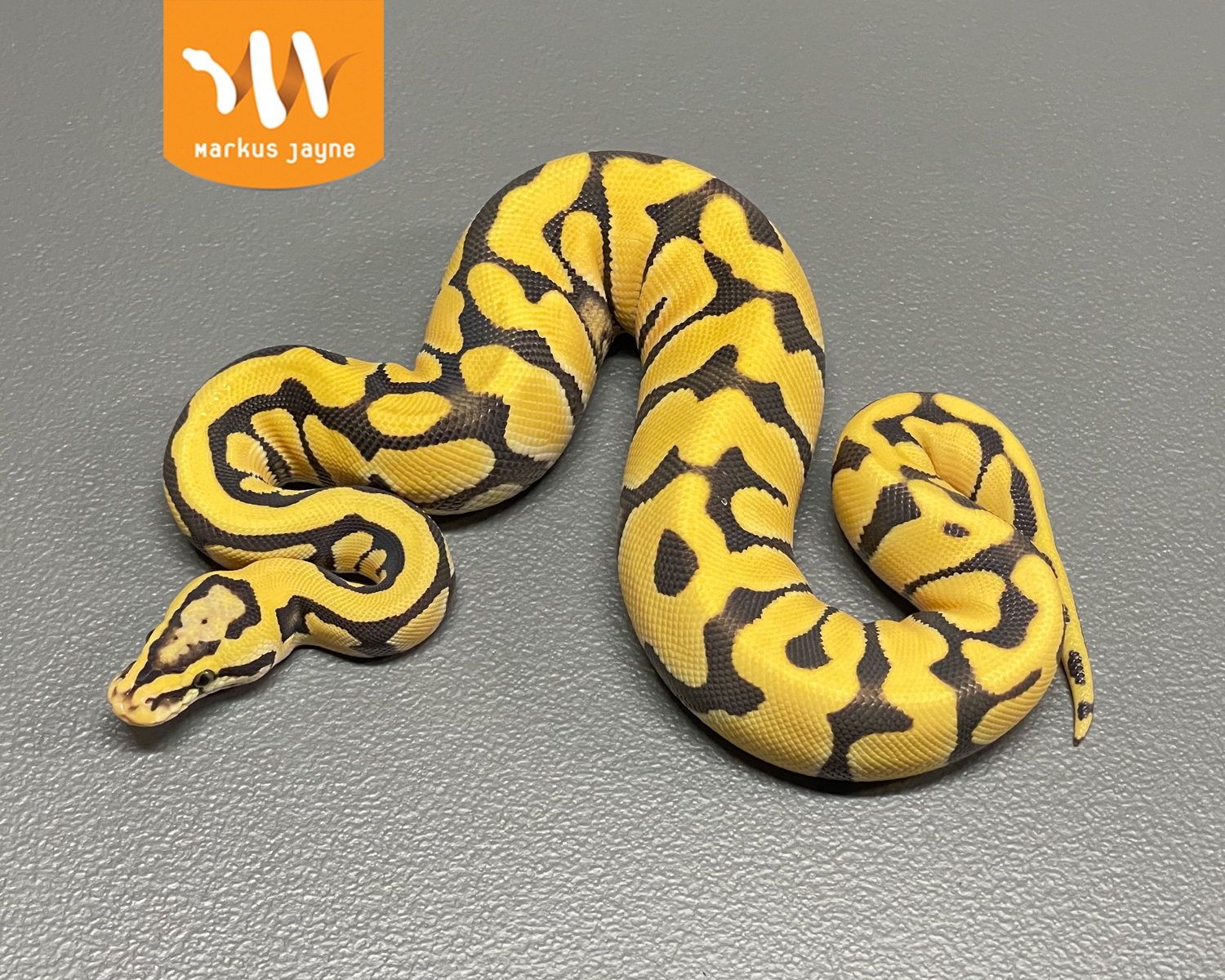 Markus Jayne Ball Pythons's Collection - MorphMarket