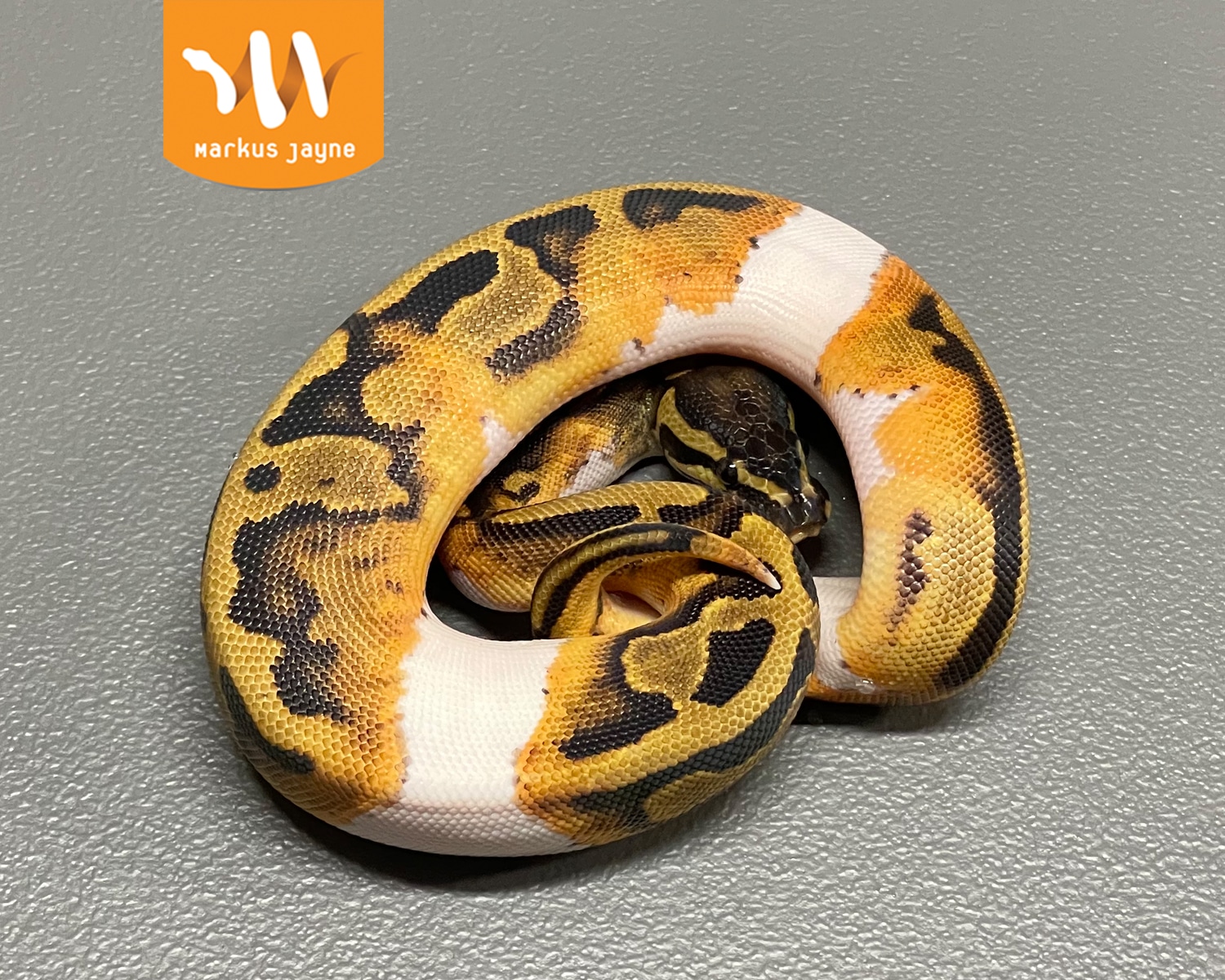 Piebald Het Toffee Ball Python by Markus Jayne Ball Pythons - MorphMarket