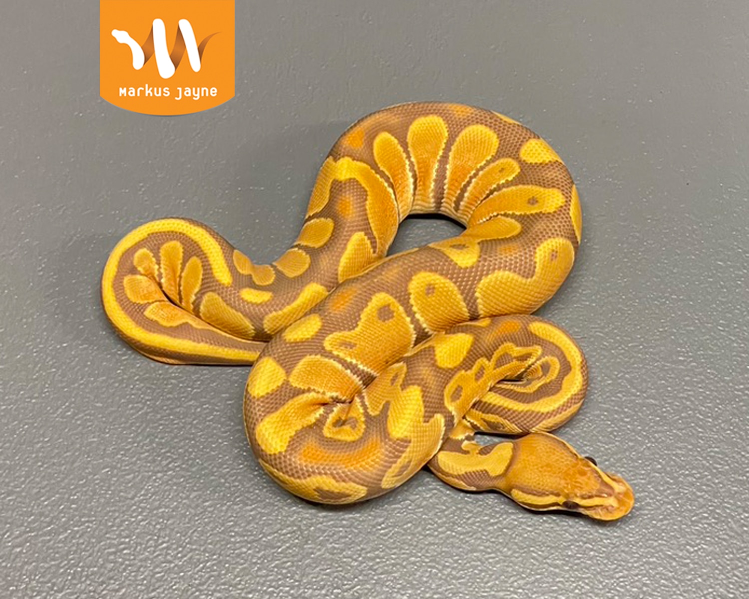 Ultramel Orange Dream Ball Python by Markus Jayne Ball Pythons ...