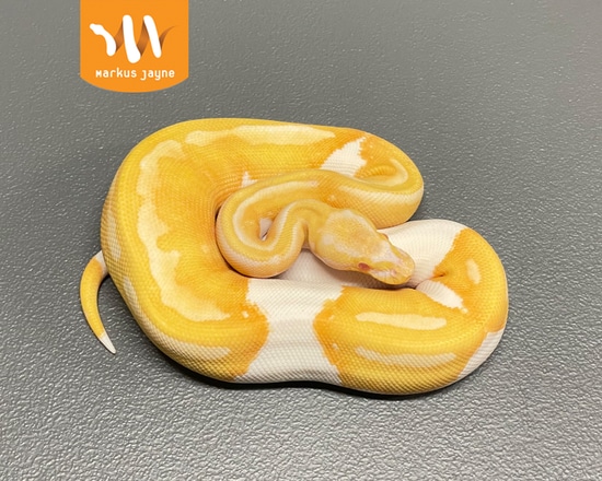 Piebald Albino Java Ball Python by Markus Jayne Ball Pythons