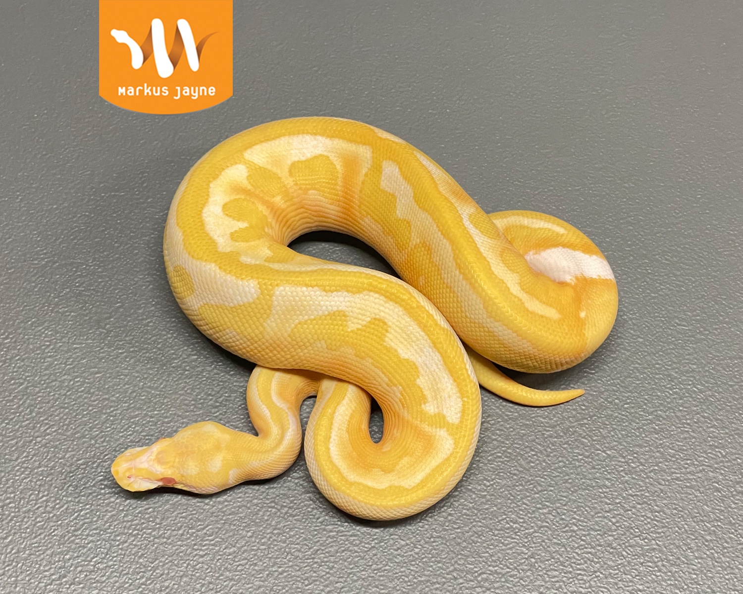 Piebald Albino Java Ball Python by Markus Jayne Ball Pythons - MorphMarket