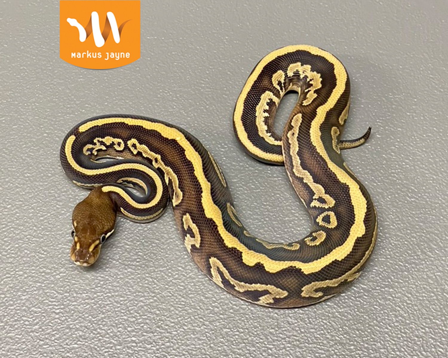 Leopard Mojave 66% DH Axanthic (MJ) Piebald Ball Python by Markus Jayne ...