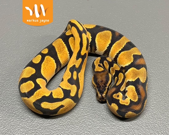 Super Orange Dream Java 50% Piebald Het Ball Python by Markus Jayne ...