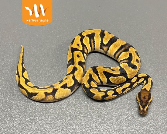 Super Orange Dream Java 50% Piebald Het Ball Python by Markus Jayne ...