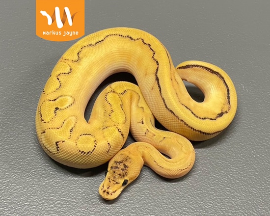 Super Orange Dream Champagne Fire Ball Python by Markus Jayne Ball Pythons