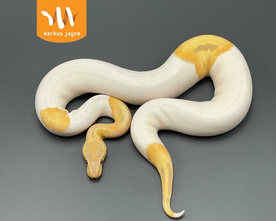 Piebald Toffee/Candy Ball Python by Markus Jayne Ball Pythons