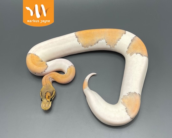 Super Orange Dream Cinnamon Hypo Piebald Ball Python by Markus Jayne ...