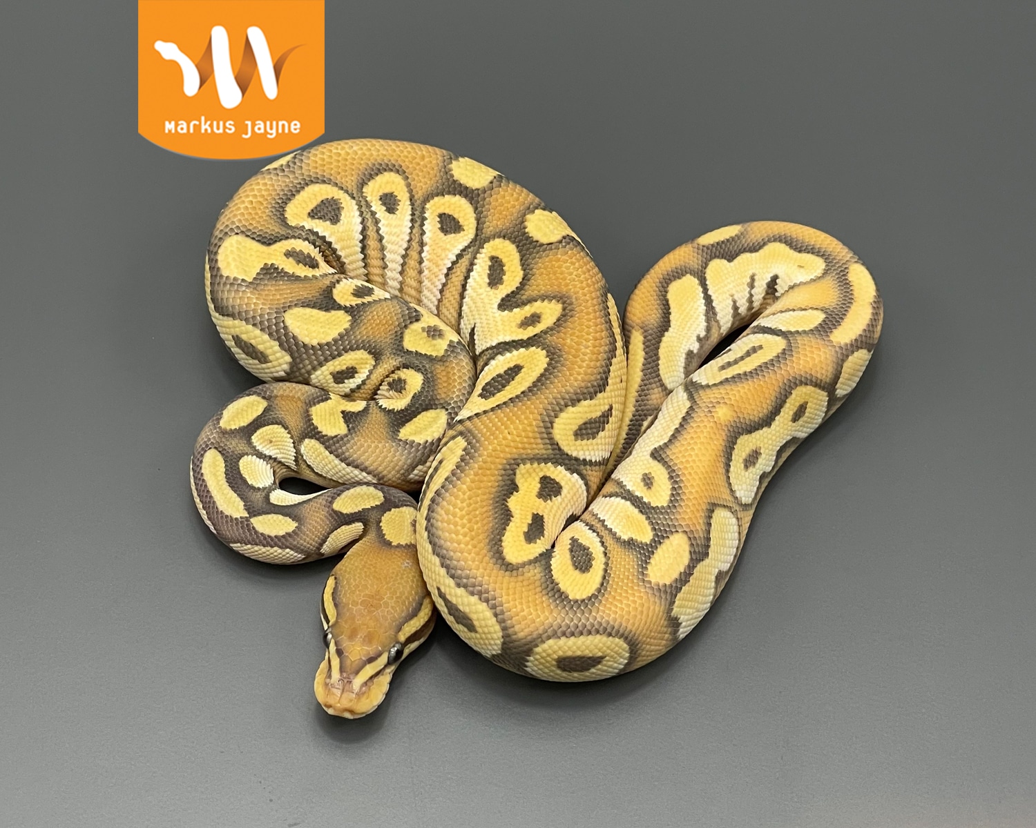 Super Orange Dream Hypo Mojave Het Piebald Ball Python by Markus Jayne ...