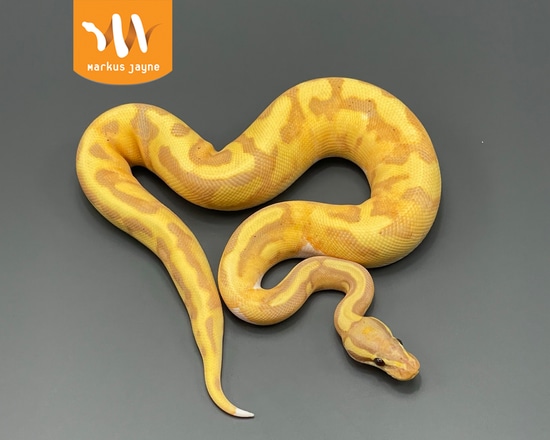Banana Enchi Java Pastel Piebald Ball Python By Markus Jayne Ball Pythons 