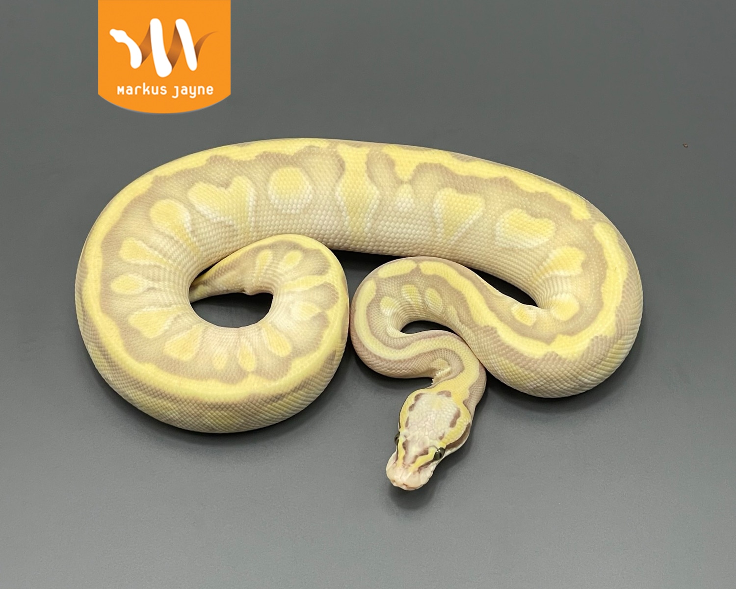 Desert Ghost Butter Enchi Super Pastel Het Cryptic (Poss Harlequin ...