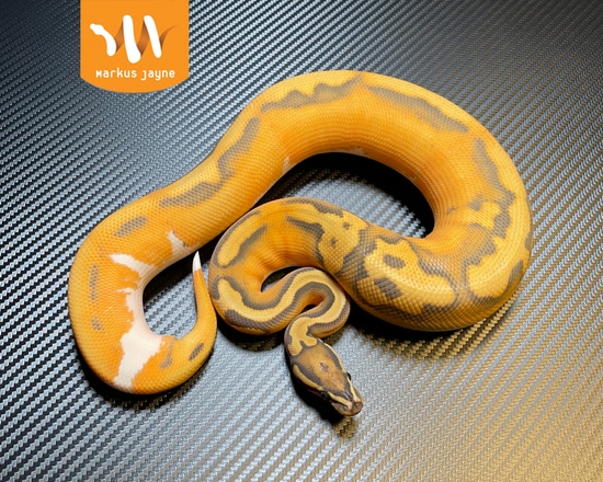 Piebald Hypo Super Orange Dream Scrambler Ball Python by Markus Jayne ...