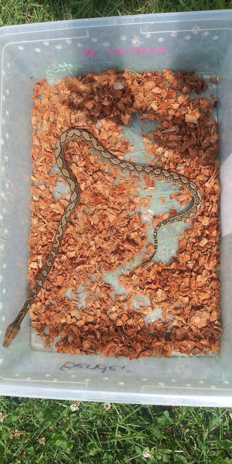 2020 Female Het Pied Reticulated Python by Spartan Exotics - MorphMarket