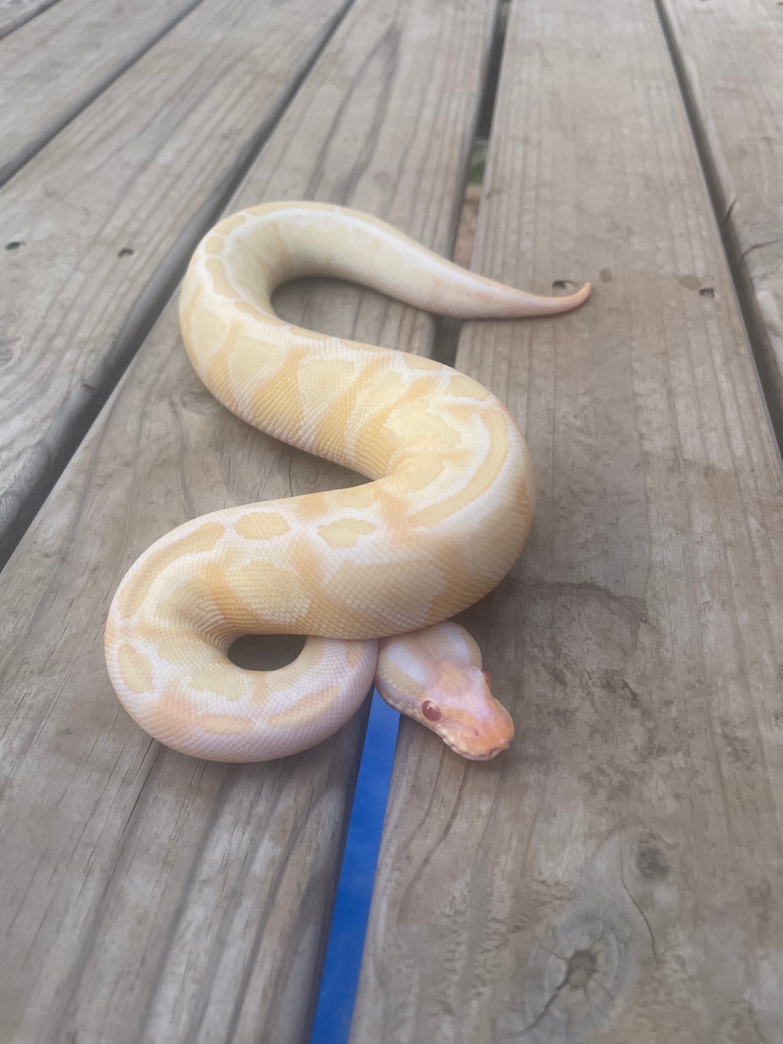Blackhead Lesser Albino Ball Python by JTC Royals - MorphMarket