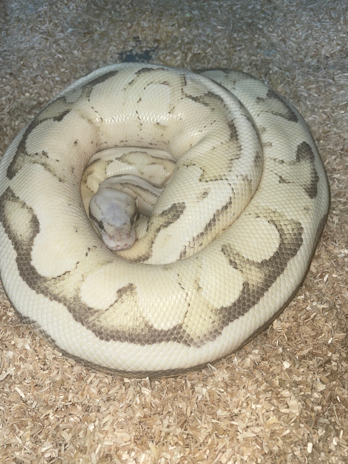 Vanilla Scream Ball Python by JTC Royals - MorphMarket