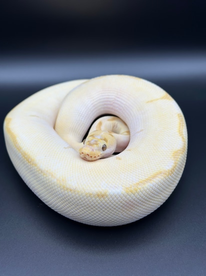 Banana Enchi Spider Clown Ball Python by JTC Royals