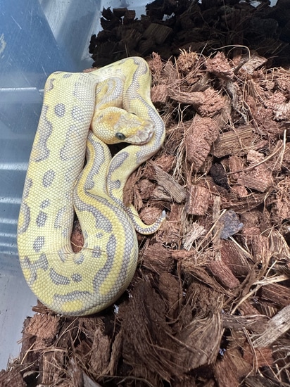 Lesser YB Leopard (Banded Line Leopard From Ozzy ) Clown Ball Python by ...