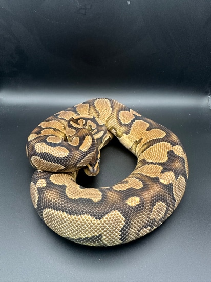 Fire YB Het Clown Ball Python by JTC Royals