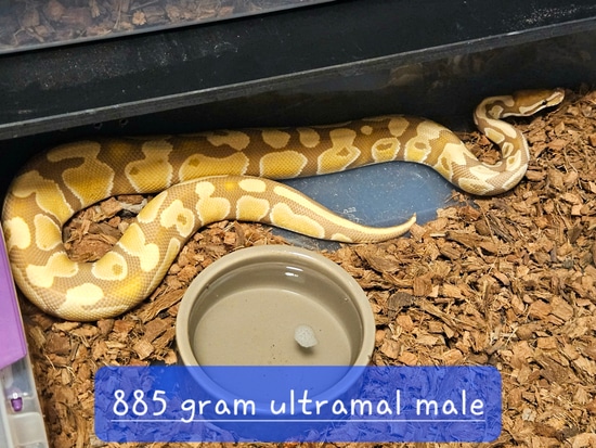 Ultramel Ball Python by South Chicago Reptiles