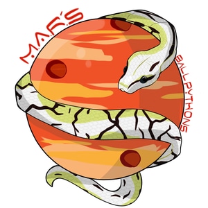 Panda Pied Ball Python by MARs Ball Pythons LLC - MorphMarket