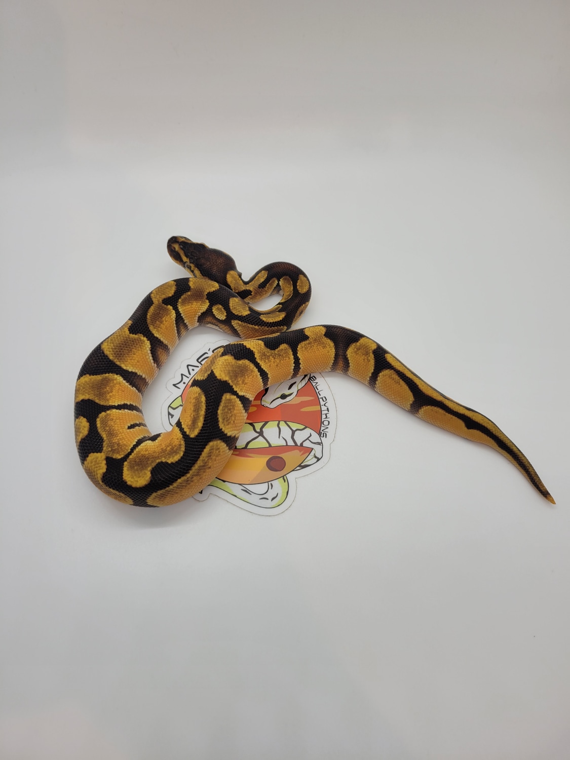 Enchi Orange Dream Yellow Belly Ball Python by MARs Ball Pythons LLC ...