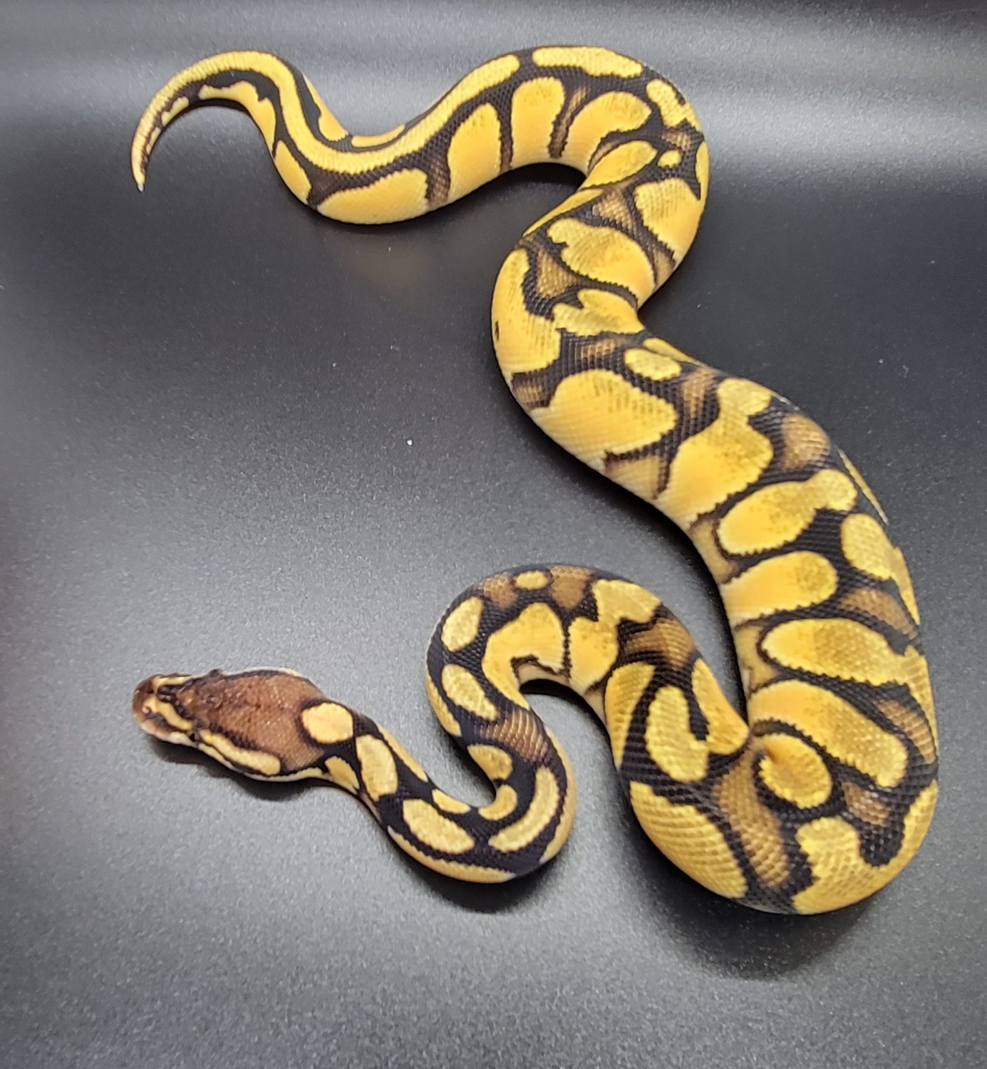 Pastel Orange Dream Yellow Belly Ball Python by MARs Ball Pythons LLC ...
