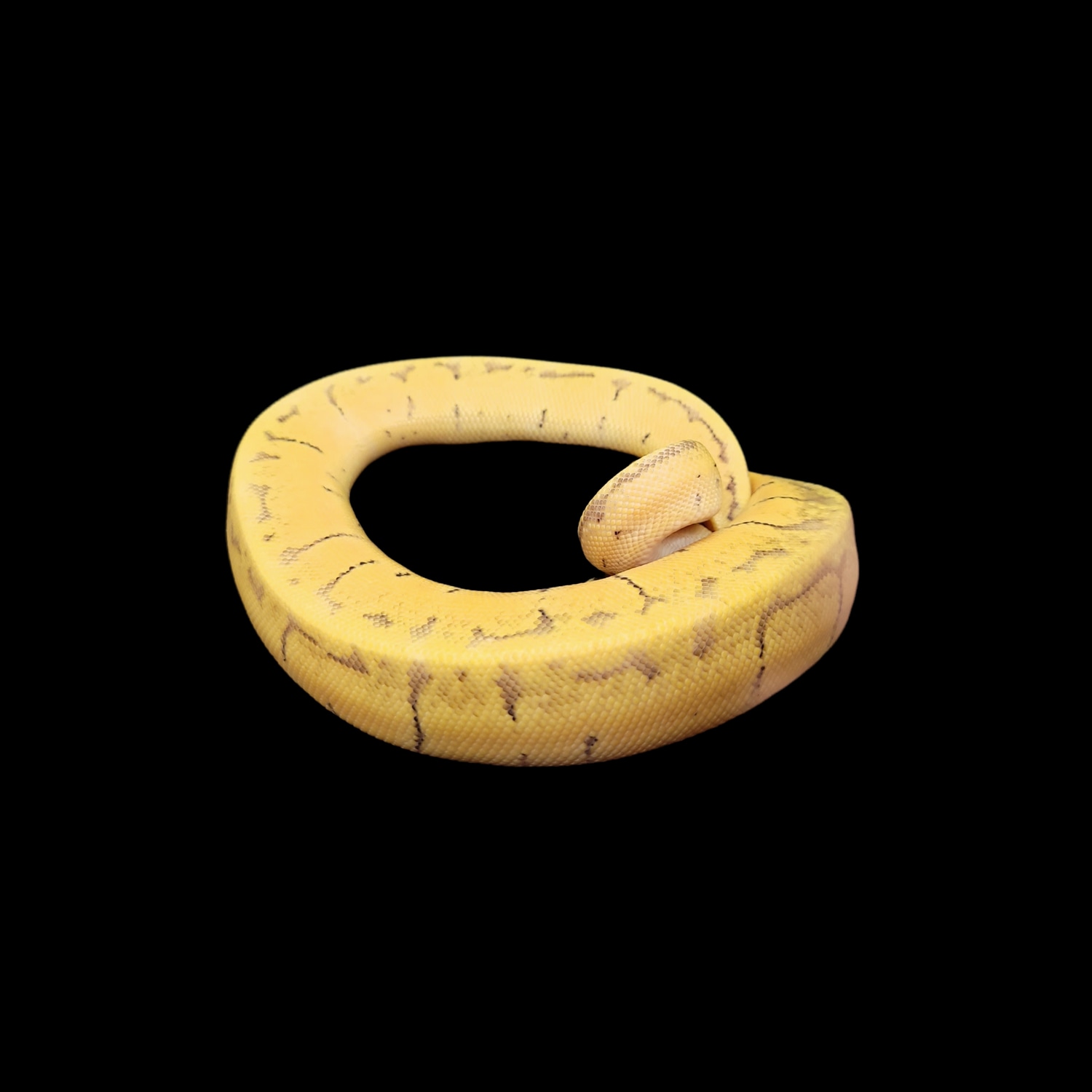 Super Blast Ball Python by MARs Ball Pythons LLC - MorphMarket