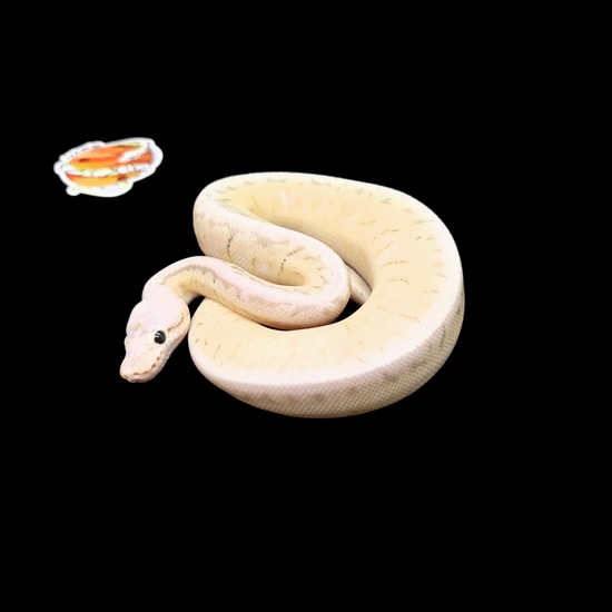 Killer Cinna Spin Ball Python by MARs Ball Pythons LLC