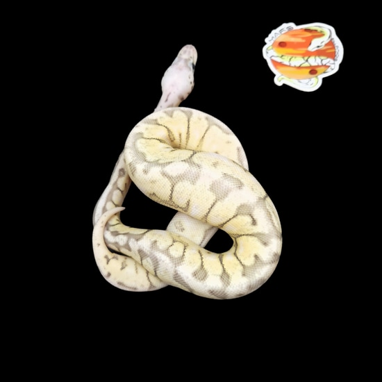 Sterling Bee Ball Python by MARs Ball Pythons LLC