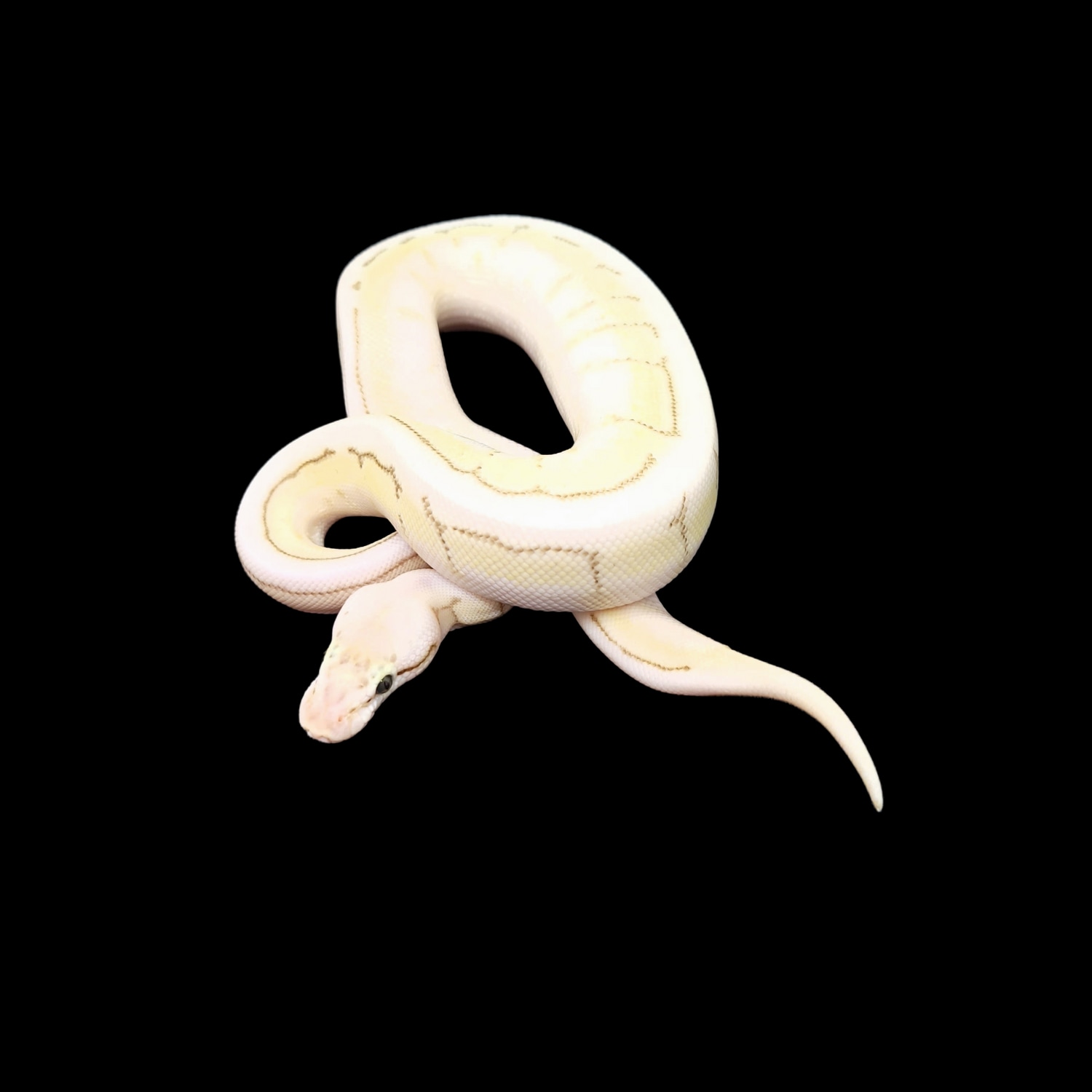 Cinna Queen Pin Ball Python by MARs Ball Pythons LLC - MorphMarket