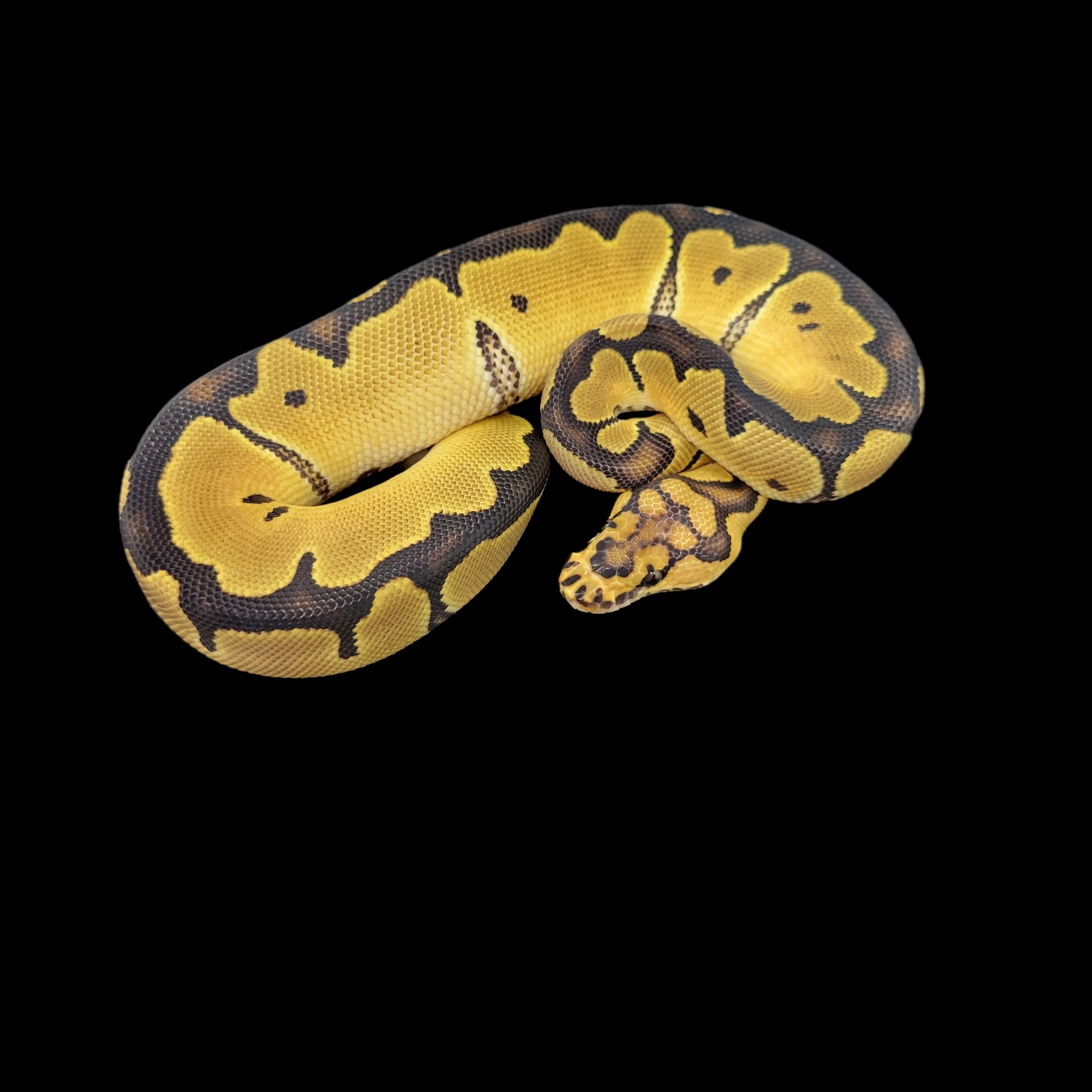 Blade Clown Ball Python by MARs Ball Pythons LLC - MorphMarket