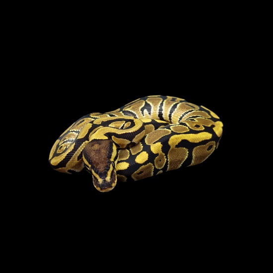 Normal Het Clown Ball Python by MARs Ball Pythons LLC - MorphMarket