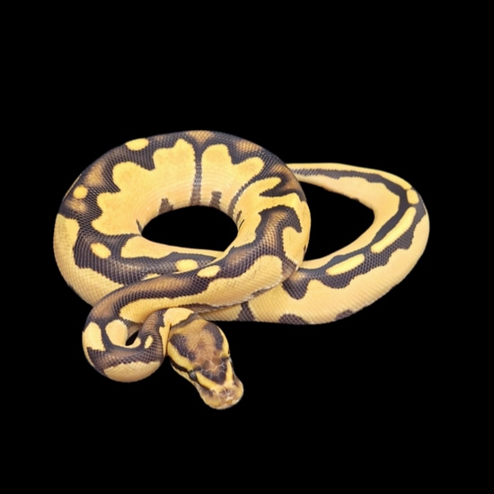 Super Orange Dream Fire Poss Yellow Belly Ball Python by MARs Ball ...