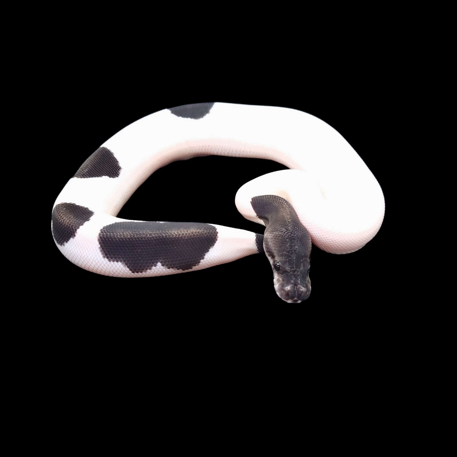 Panda Pied Ball Python by MARs Ball Pythons LLC - MorphMarket