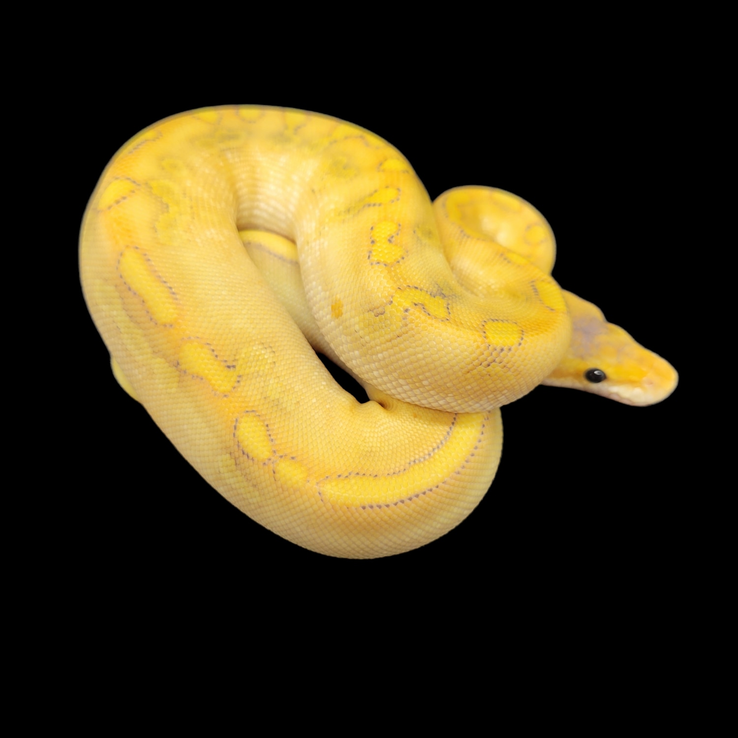 Enchi Mimosa Ball Python by MARs Ball Pythons LLC - MorphMarket