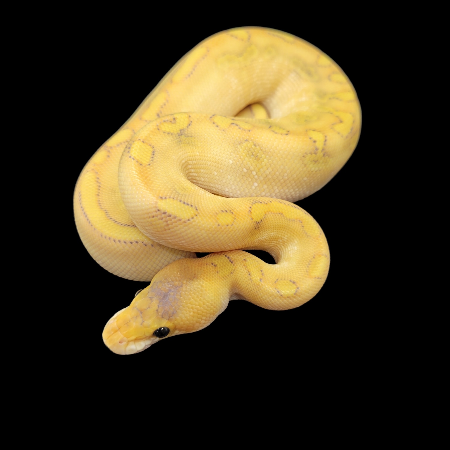 Enchi Mimosa Ball Python by MARs Ball Pythons LLC - MorphMarket