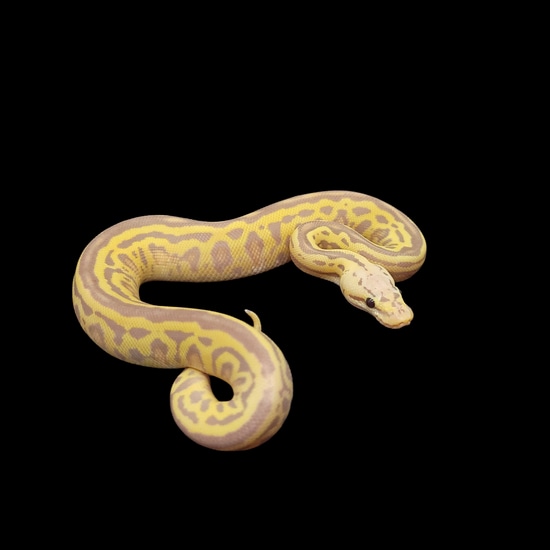 Crypton Leopard Banana Pastel (Female Maker) Ball Python by MARs Ball ...