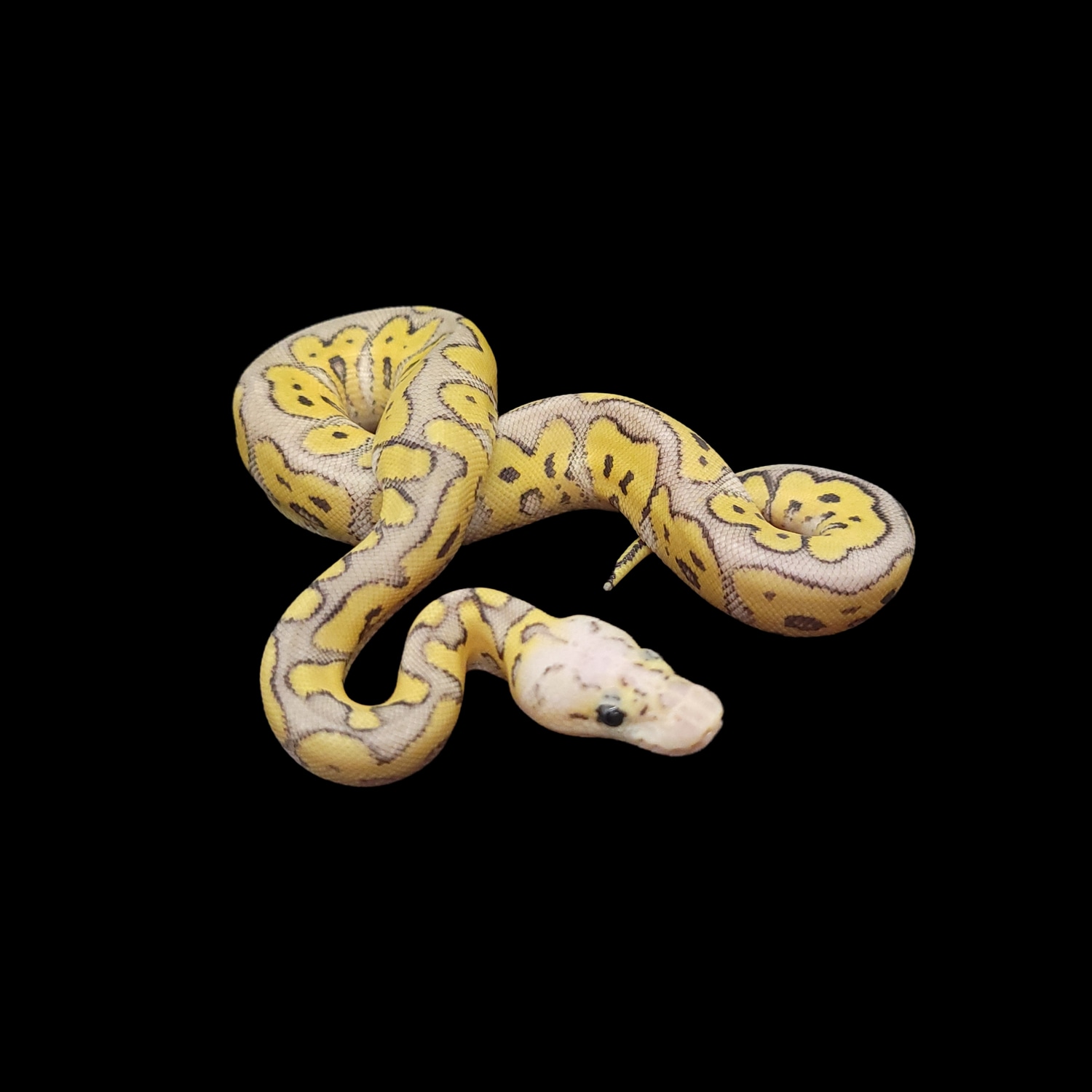 KIller Clown Ball Python by MARs Ball Pythons LLC - MorphMarket