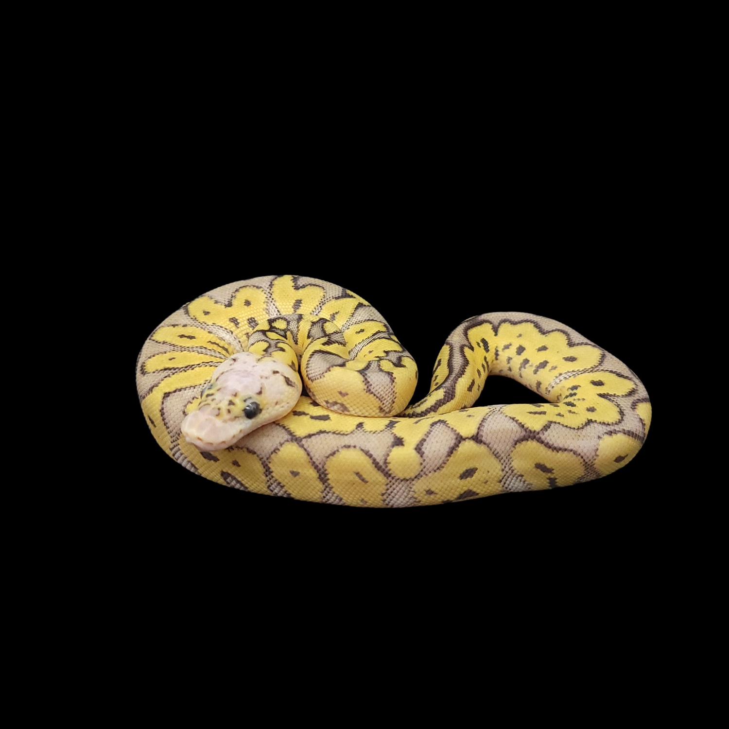 Killer Clown Ball Python by MARs Ball Pythons LLC - MorphMarket