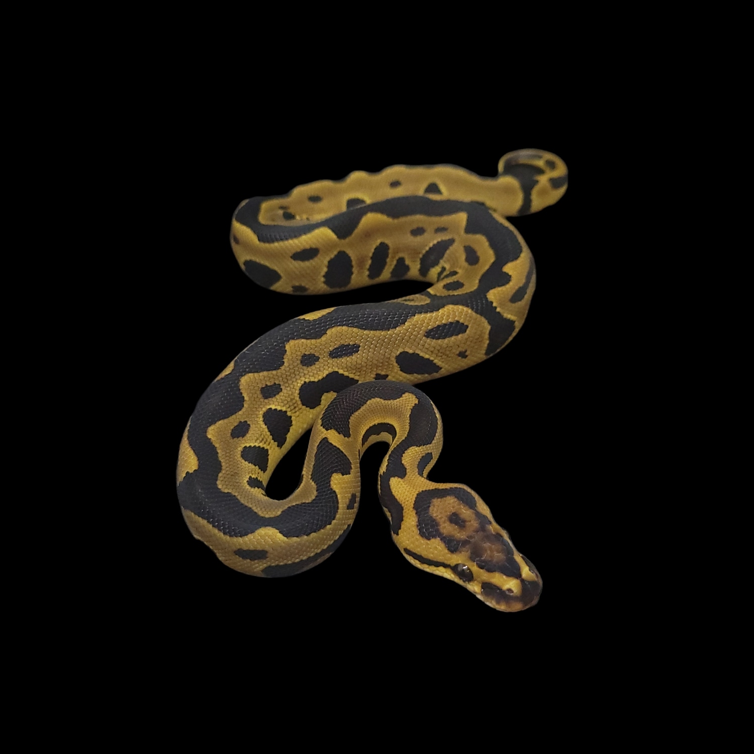 Leopard Crypton Ball Python by MARs Ball Pythons LLC - MorphMarket