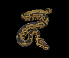 Leopard Crypton Ball Python by MARs Ball Pythons LLC - MorphMarket