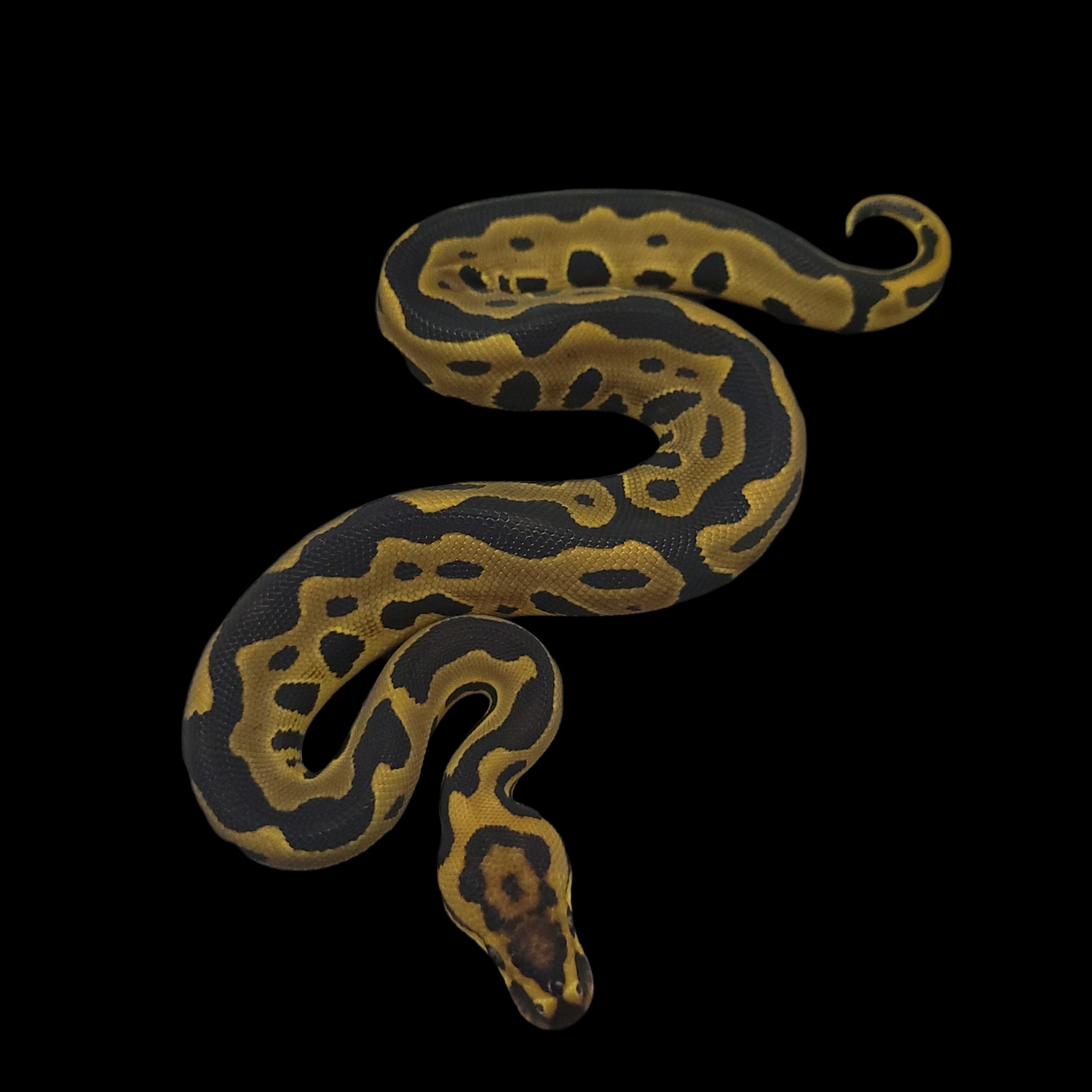 Leopard Crypton Ball Python by MARs Ball Pythons LLC - MorphMarket