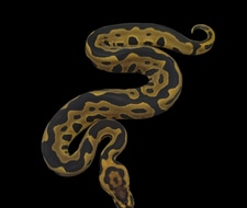 Leopard Crypton Ball Python by MARs Ball Pythons LLC - MorphMarket