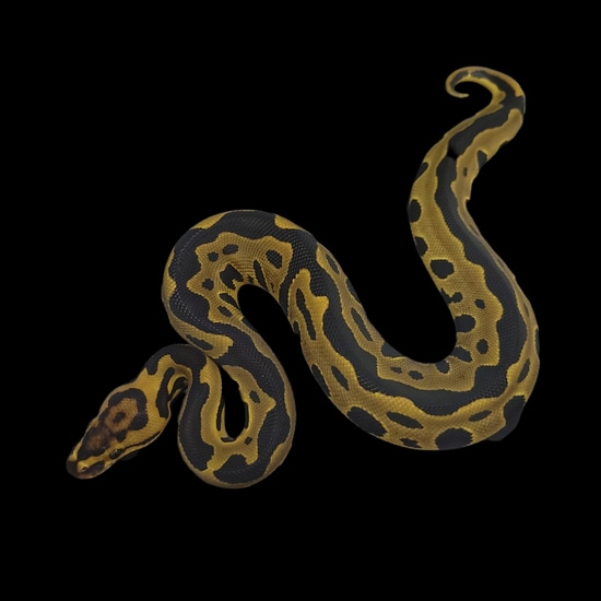 Leopard Crypton Ball Python by MARs Ball Pythons LLC - MorphMarket