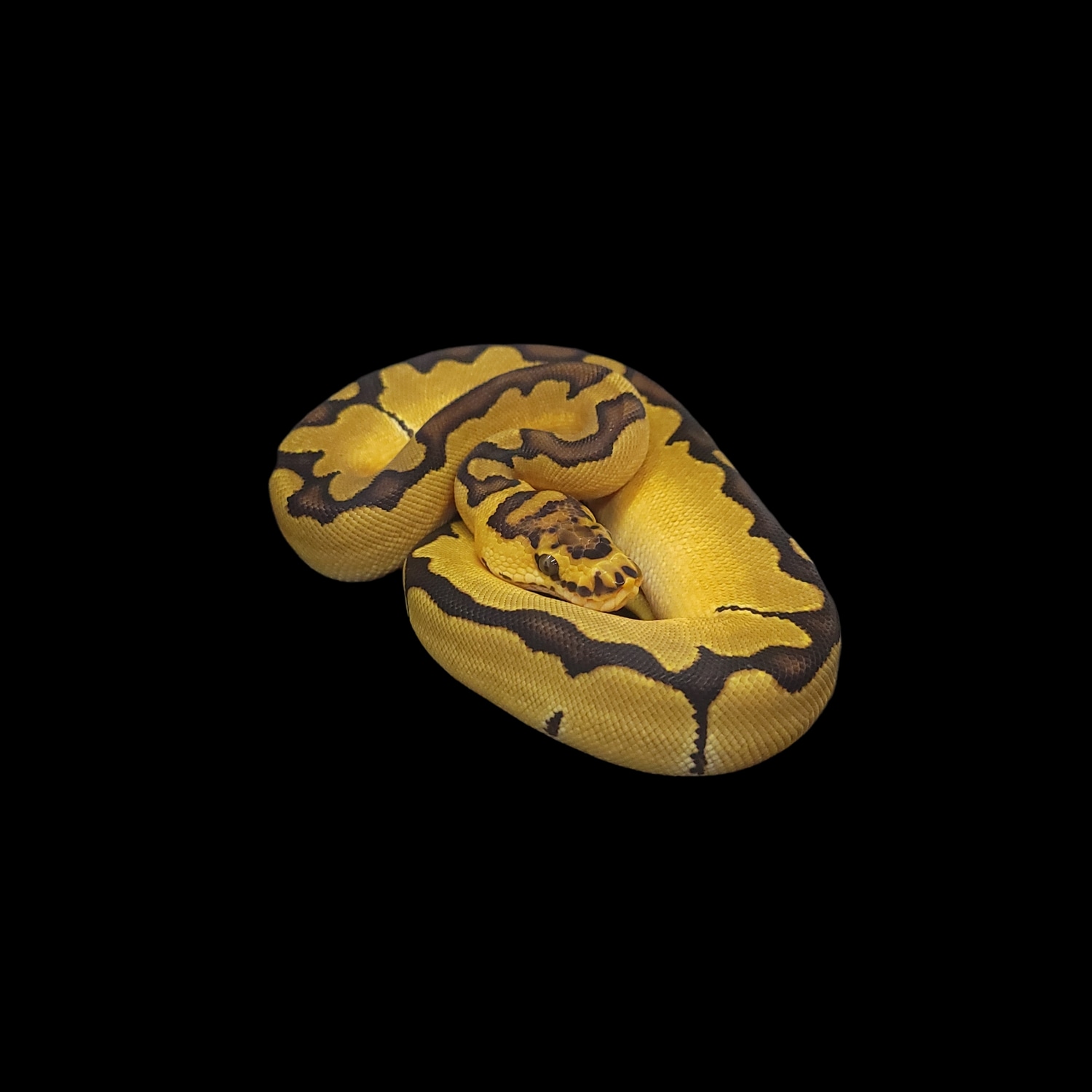 Enchi Clown Ball Python by MARs Ball Pythons LLC - MorphMarket