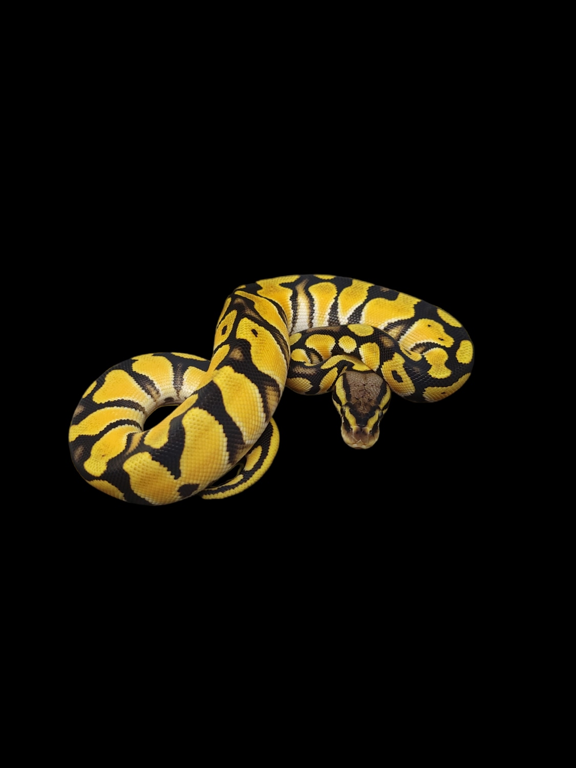 Super Orange Dream Yellow Belly Pastel 100% Het Clown Ball Python by ...