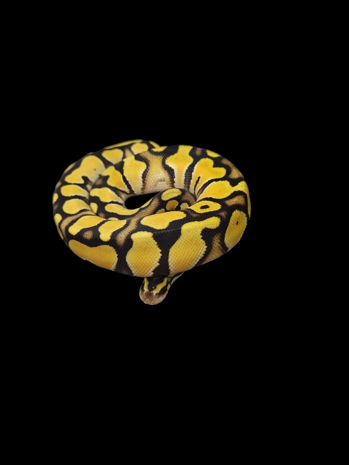Super Orange Dream Yellow Belly Pastel 100% Het Clown Ball Python by ...