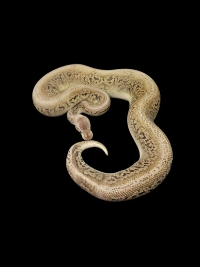 Pastel Onyx DH Pied Hypo Ball Python by MARs Ball Pythons LLC